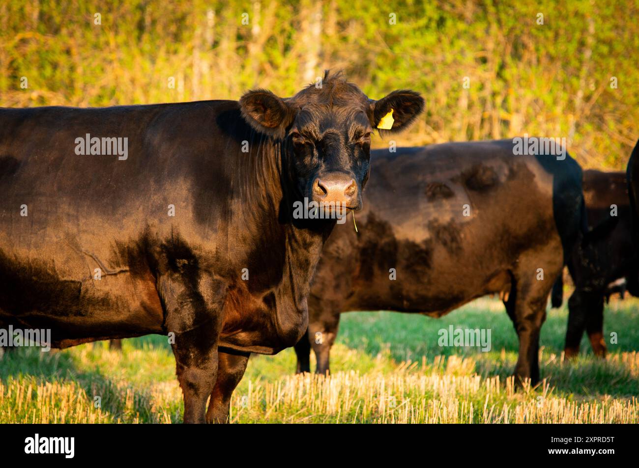 Black angus cow portrait in sunlight Stock Photo - Alamy