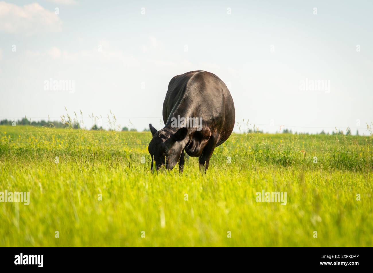 Black angus cow grazing on summer day Stock Photo - Alamy