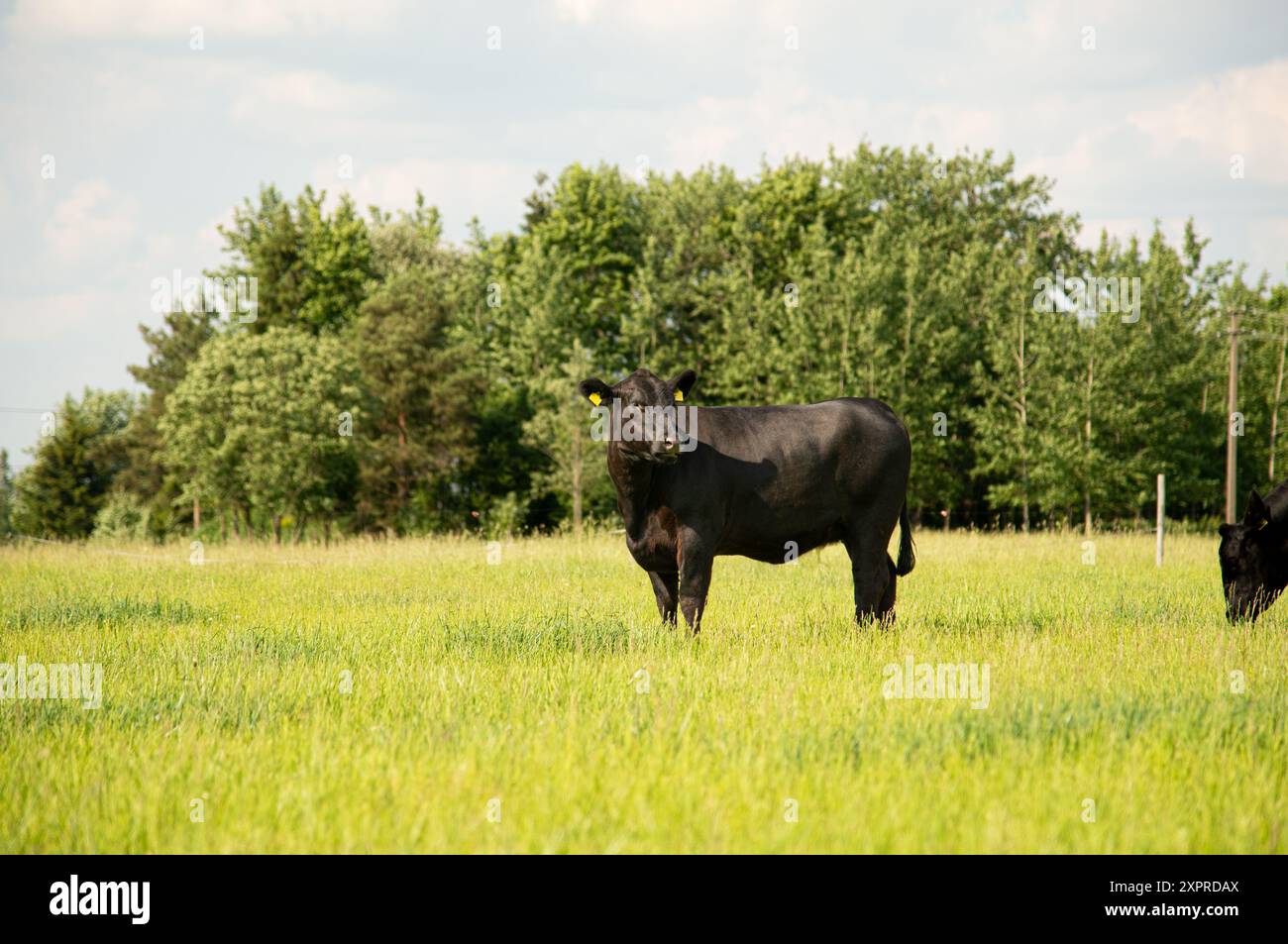 Black angus cow standing in grass Stock Photo - Alamy