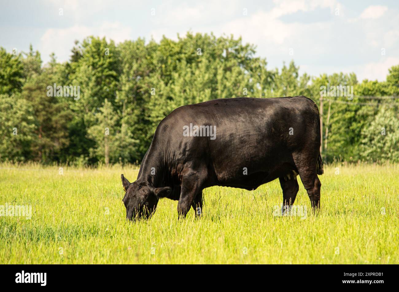 Black angus cow grazing hi-res stock photography and images - Alamy