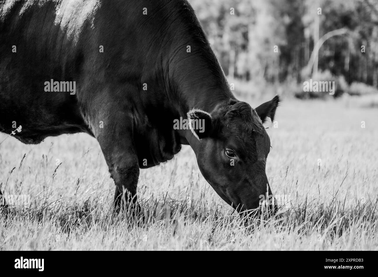 Black and white photo of grazing black angus cow Stock Photo - Alamy