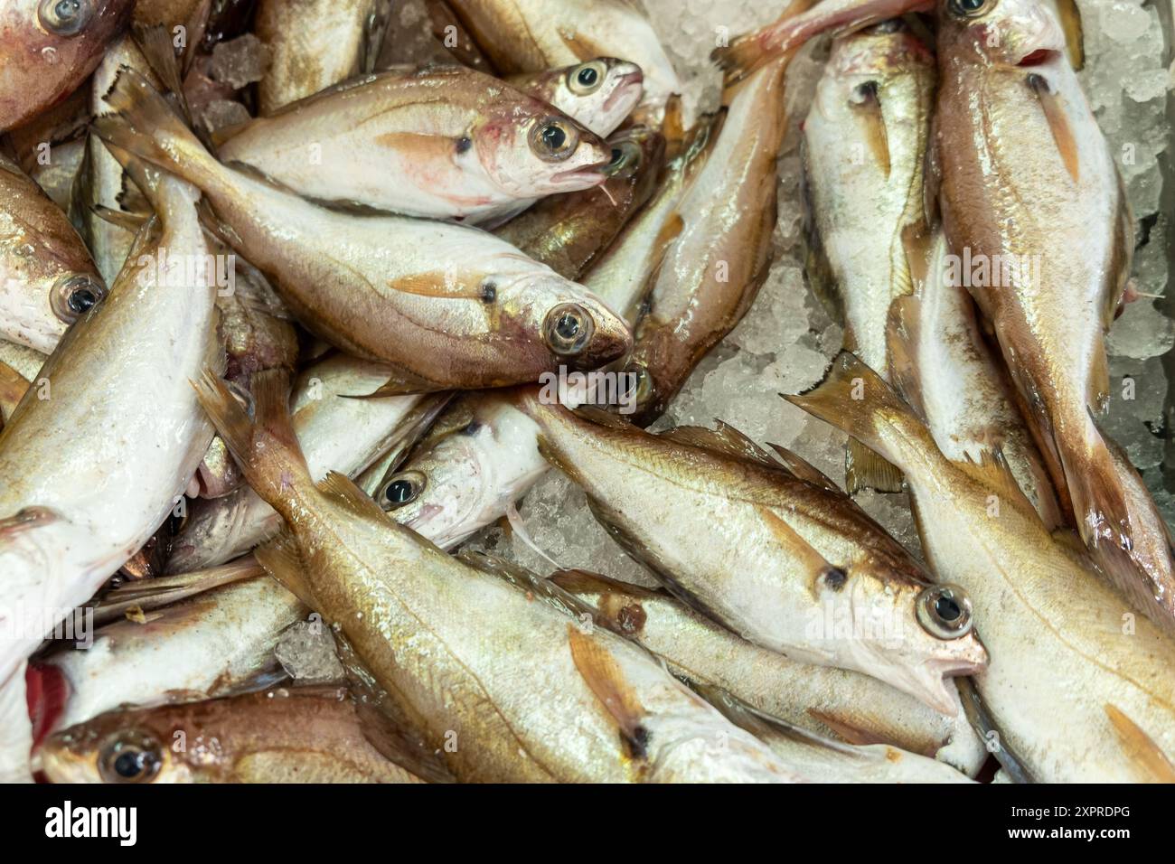 pile of freshly caught pout for sale in a fish market, Trisopterus ...