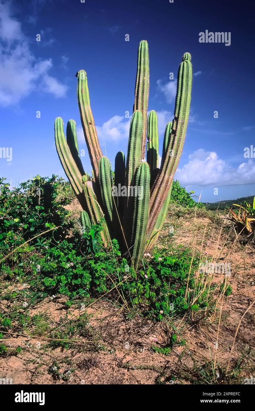 Tree cactus (Pilosocereus catingicola subsp. salvadorensis), Cataceae ...