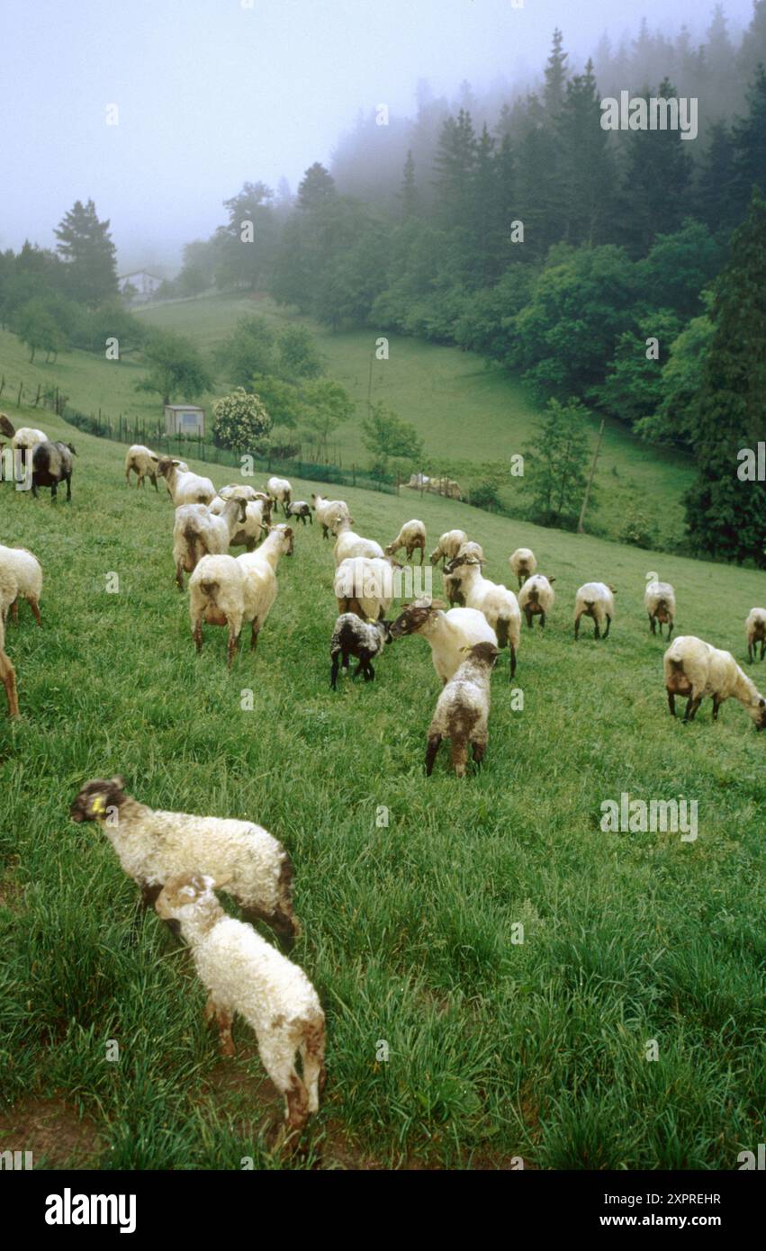 Sheep (Latxa breed). Guipúzcoa. Spain Stock Photo - Alamy