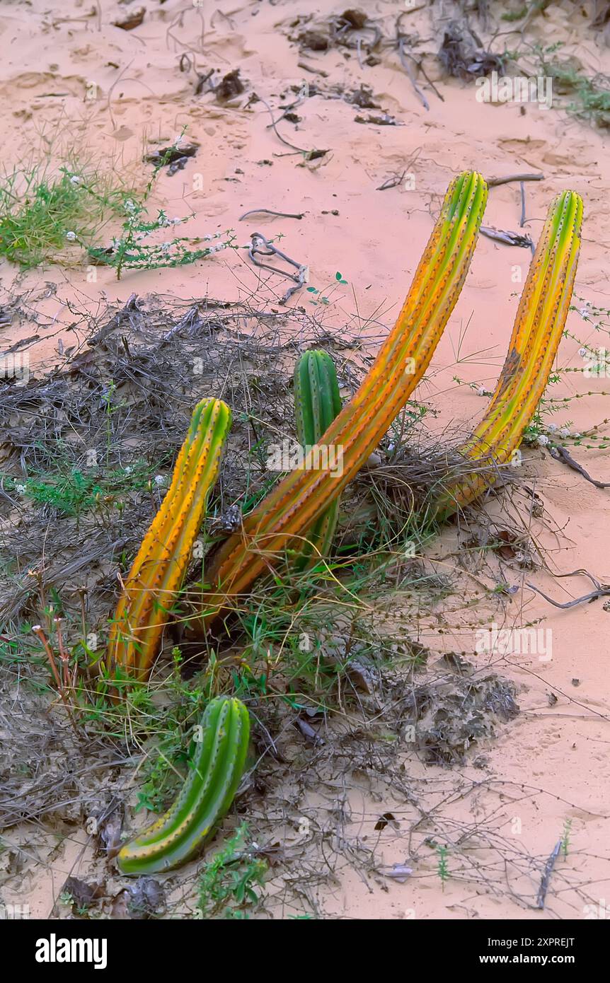 Tree cactus (Pilosocereus catingicola subsp. salvadorensis), Cataceae ...