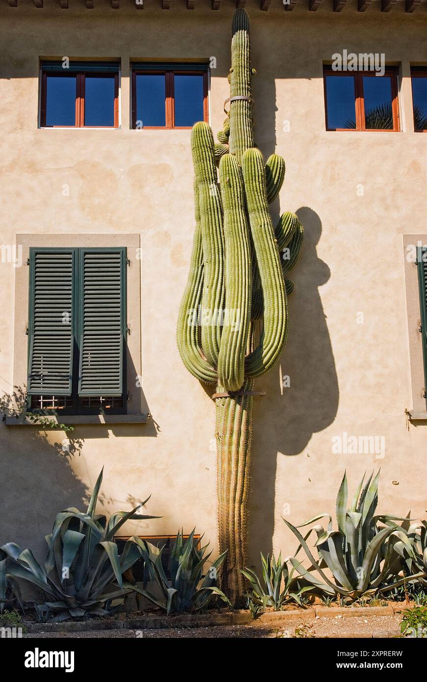 Saguaro (Carnegiea gigantea), Cactaceae. Succulent ornamental plant ...