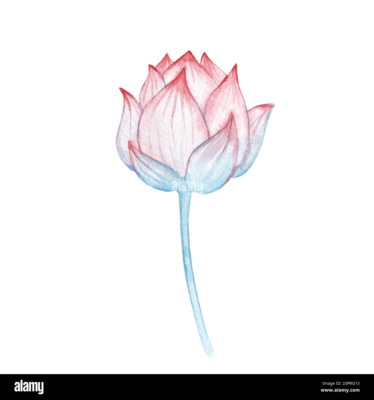Lotus flower on stem watercolor illustration hand drawn isolated on ...