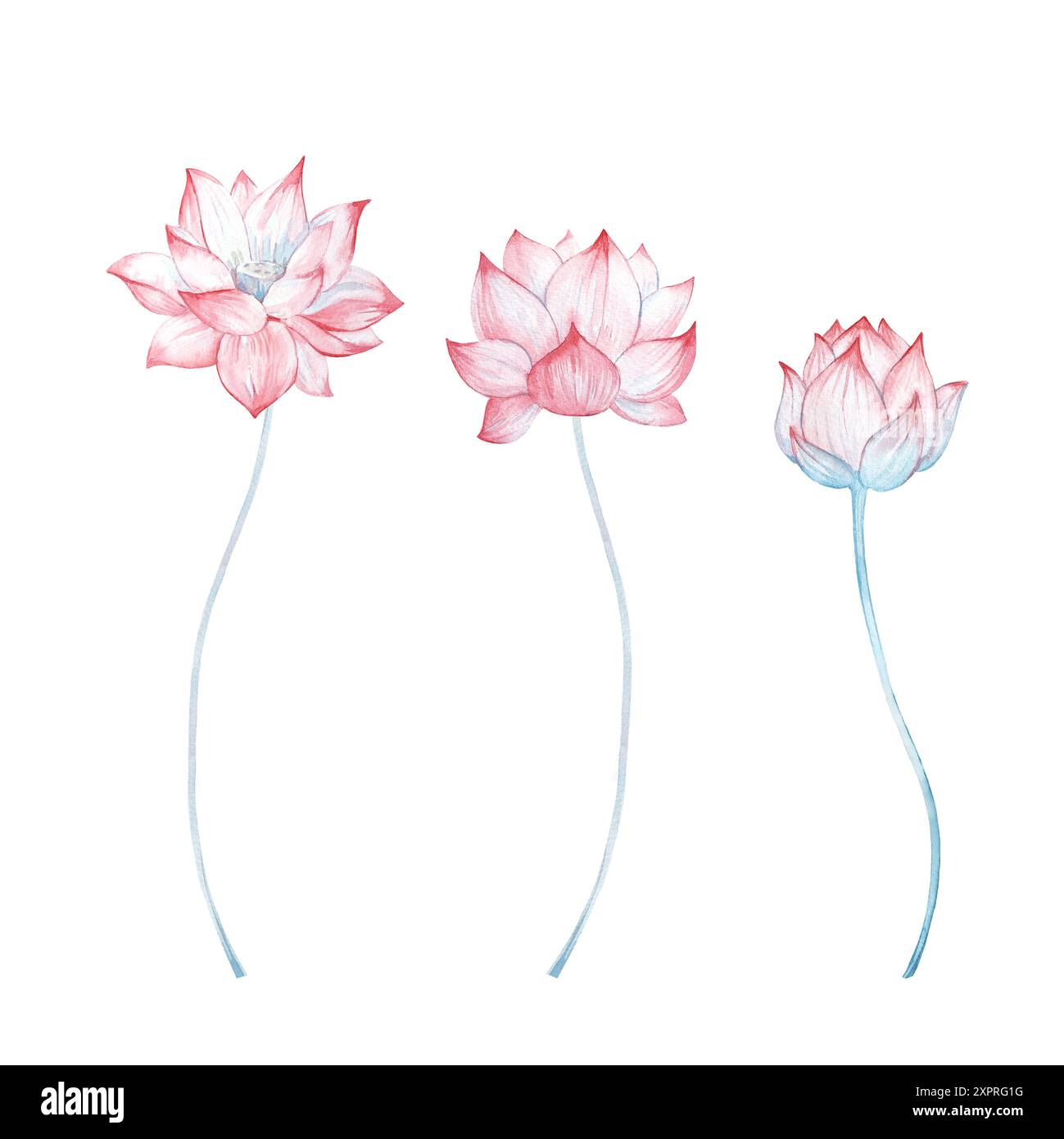 Lotus flower set watercolor illustration hand drawn isolated on white ...