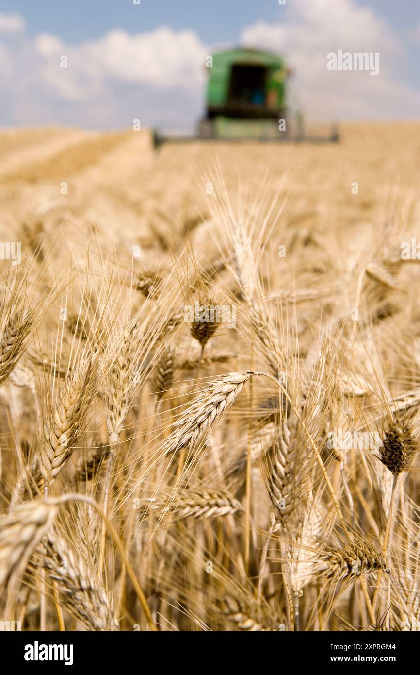 Combine harvester collecting wheat vertical hi-res stock photography ...