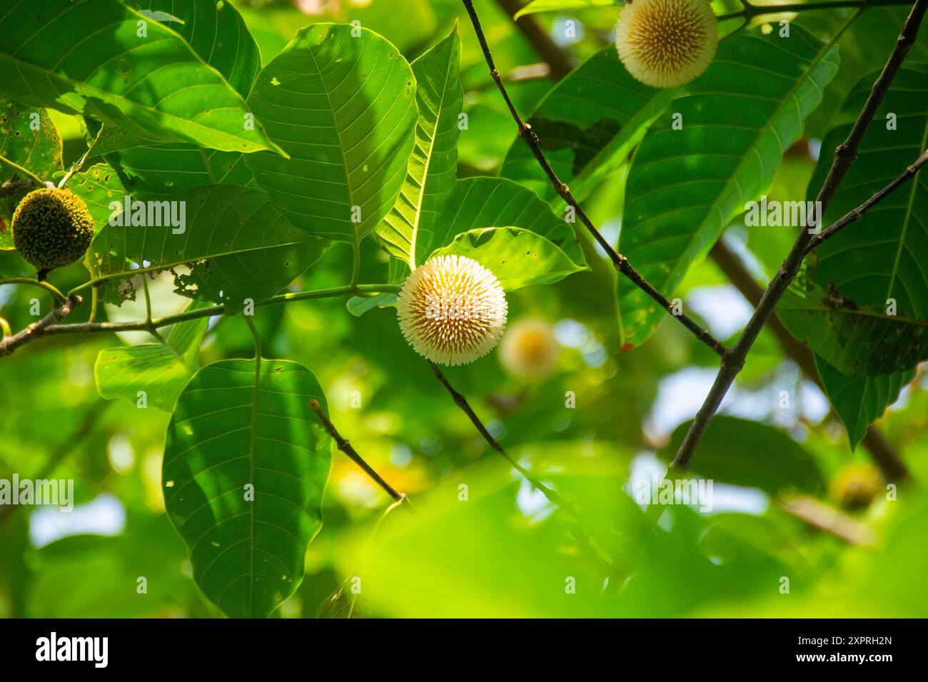 Neolamarckia cadamba, also known as the burflower tree, laran, or ...