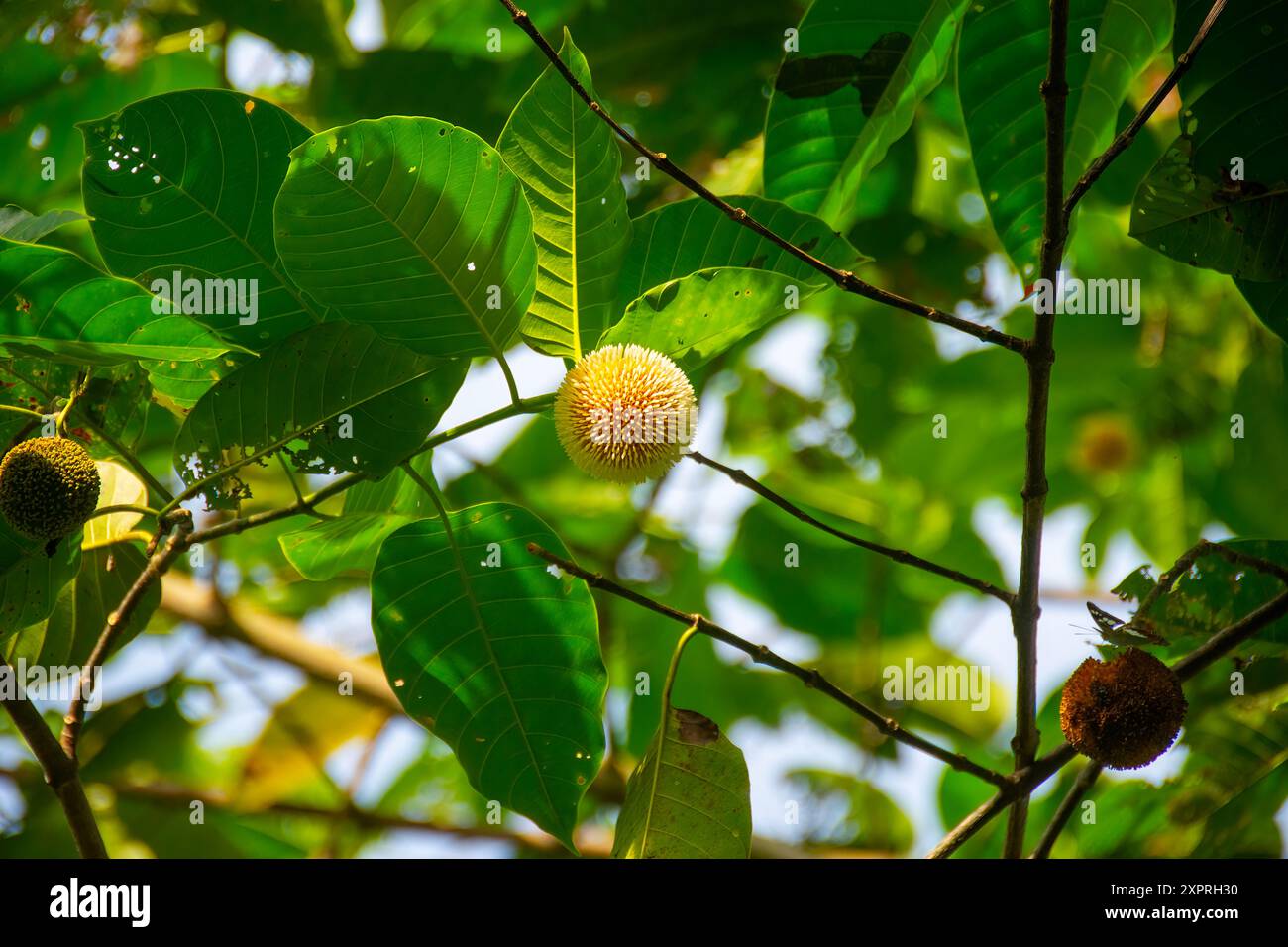 Neolamarckia cadamba, also known as the burflower tree, laran, or ...