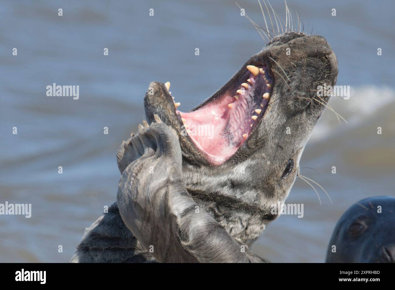 Grey seal, Halichoerus grypus, yawning with mouth wide open showing ...