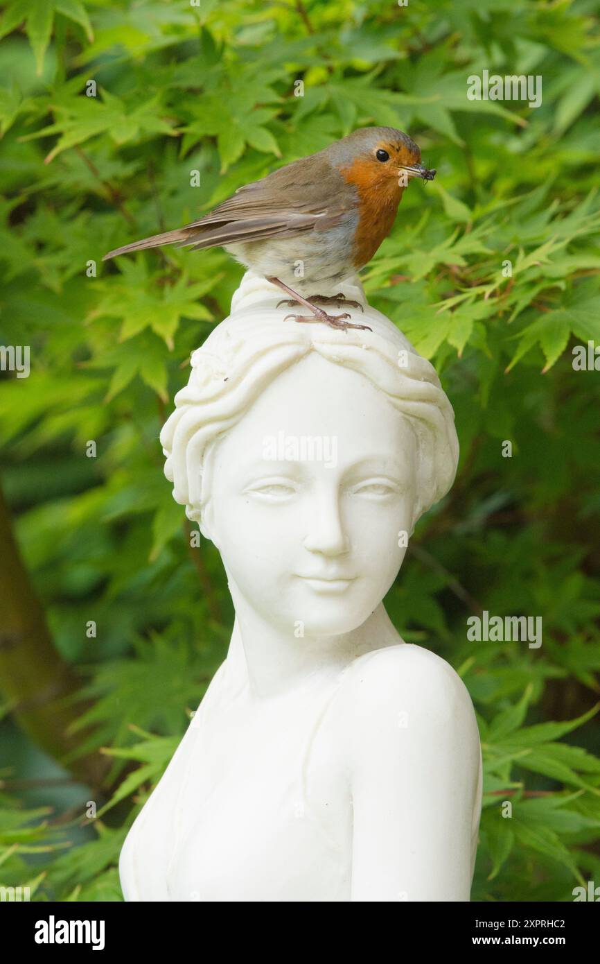 Robin standing on the head of of a white statue of a beautiful woman ...