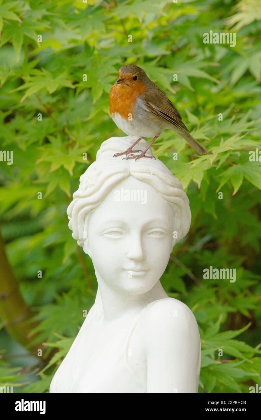 Female robin uk hi-res stock photography and images - Alamy