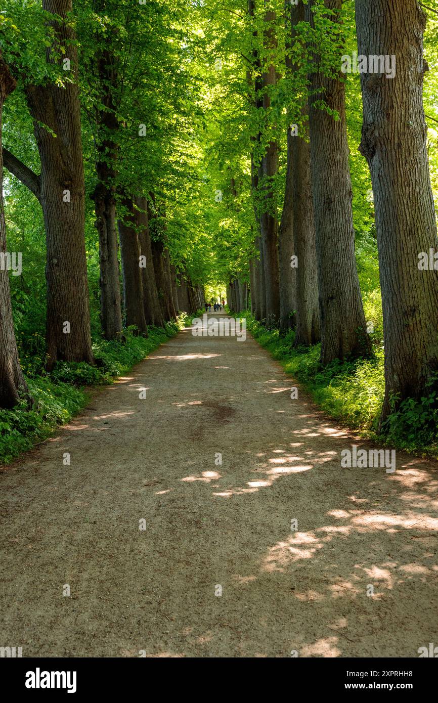 Tree avenue at Eutin Castle, Eutin, Germany Stock Photo - Alamy