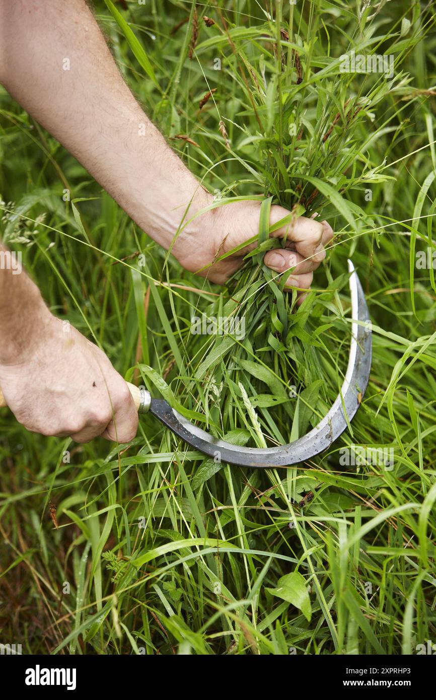 Farmer using sickle Stock Photo - Alamy