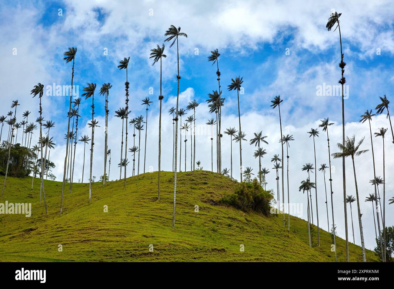Palma de Cera del Quindío (Ceroxylon quindiuense), Valle del Cocora ...