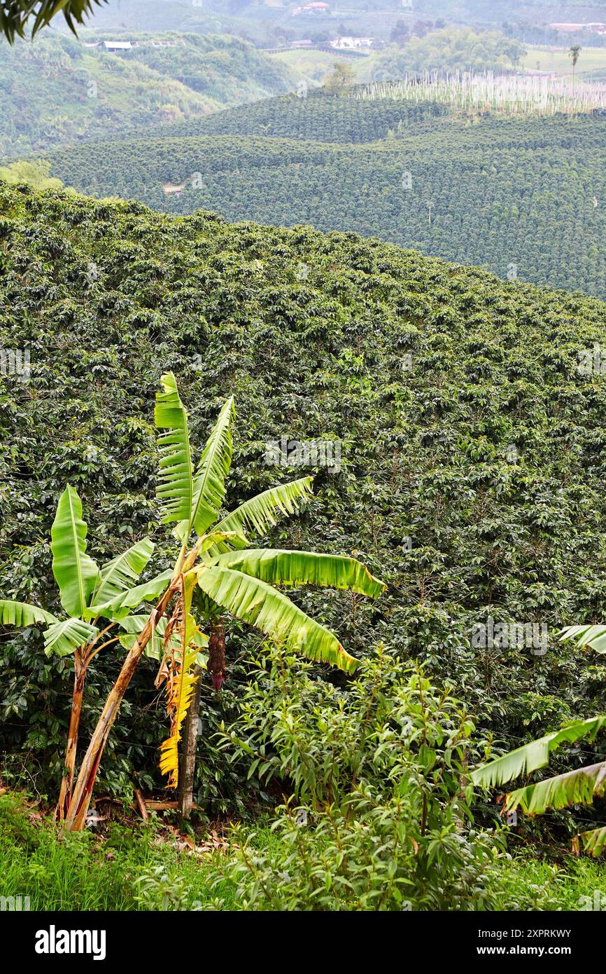 Cafetales, Coffee plantations, Coffee Cultural Landscape, Quindio ...