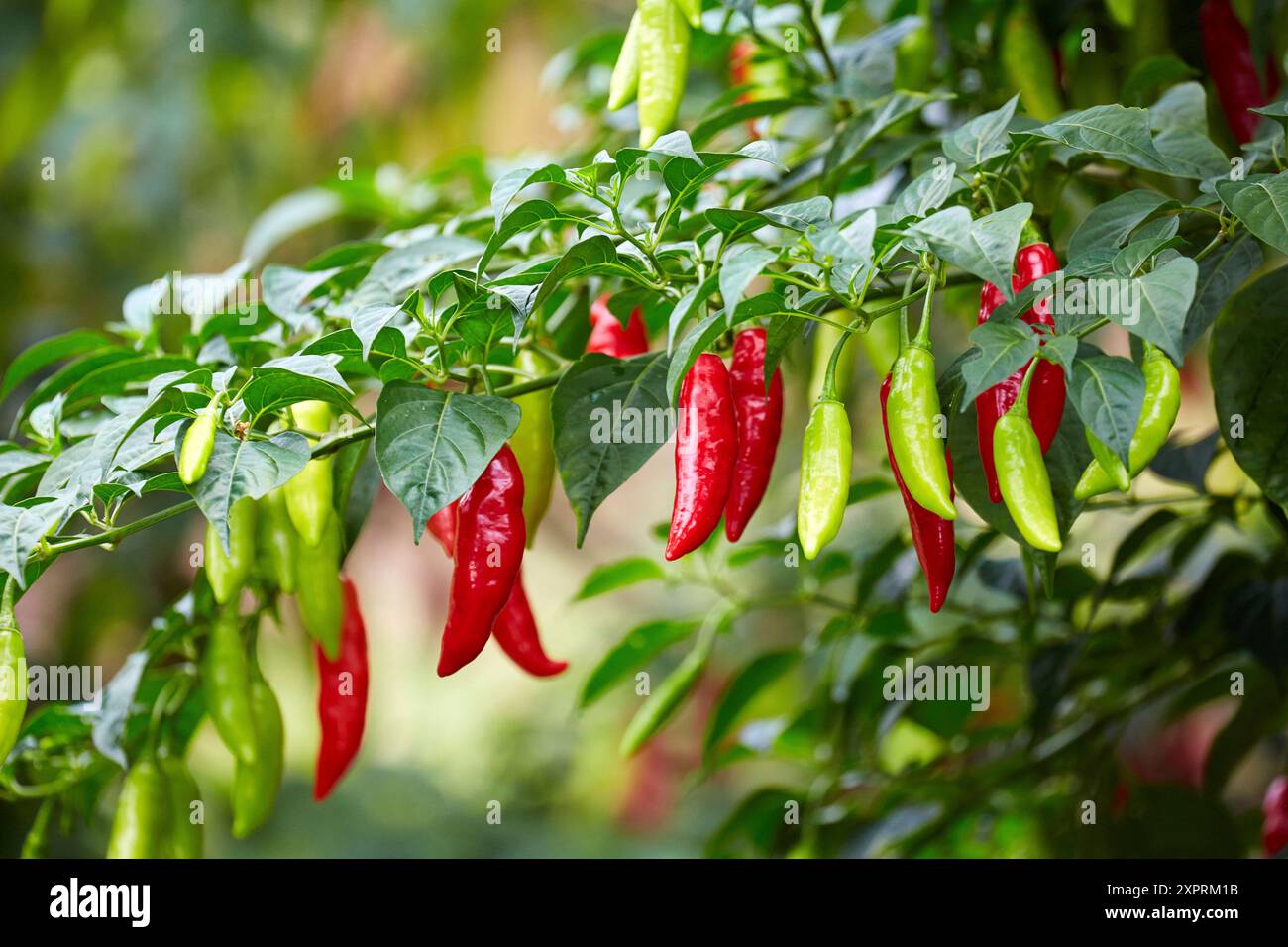 Columbian Chili Peppers