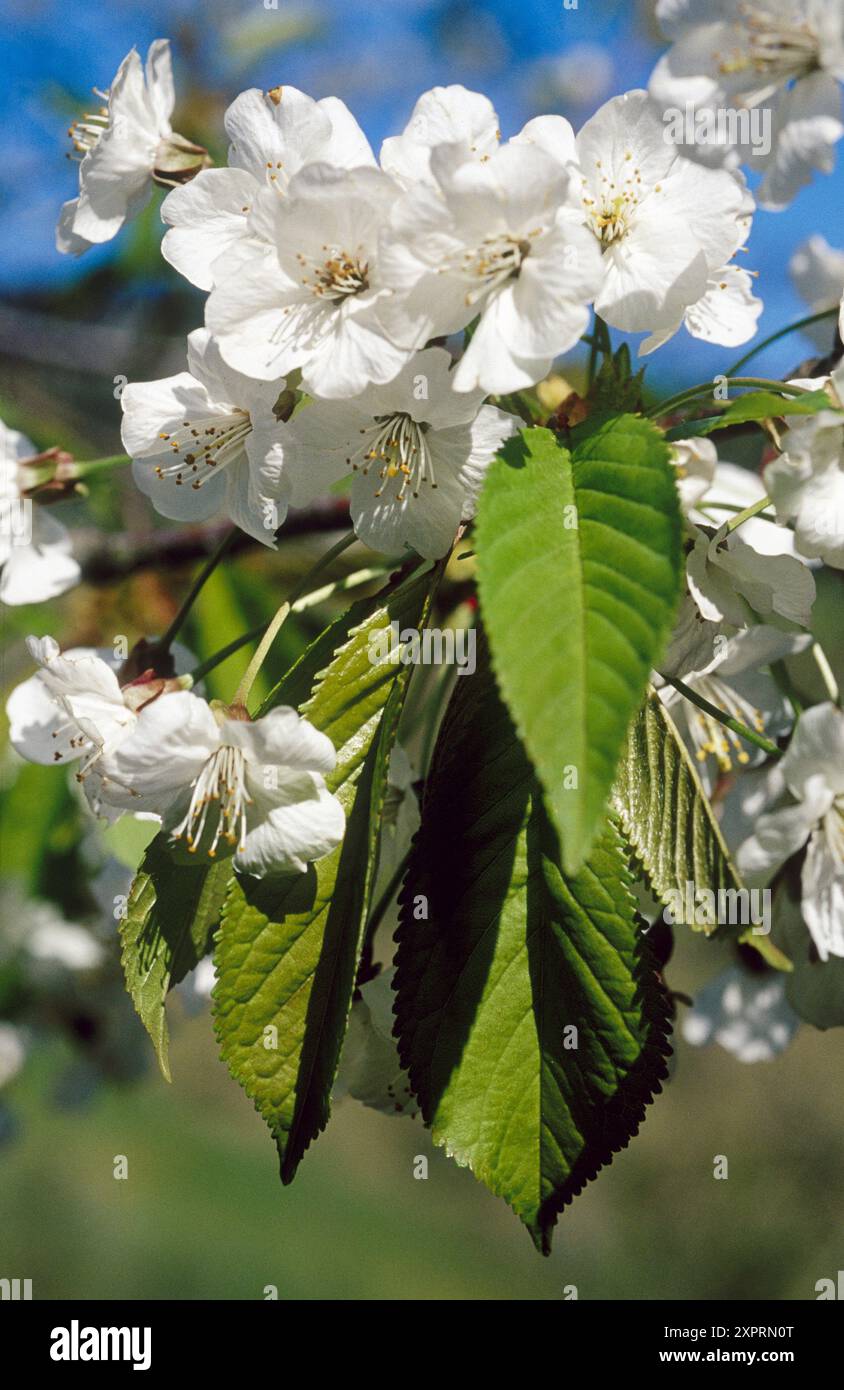 European Horse Chestnut (Aesculus hippocastanum) flowers Stock Photo ...