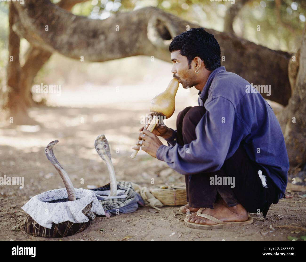 Snake charmer, Goa, India Stock Photo - Alamy
