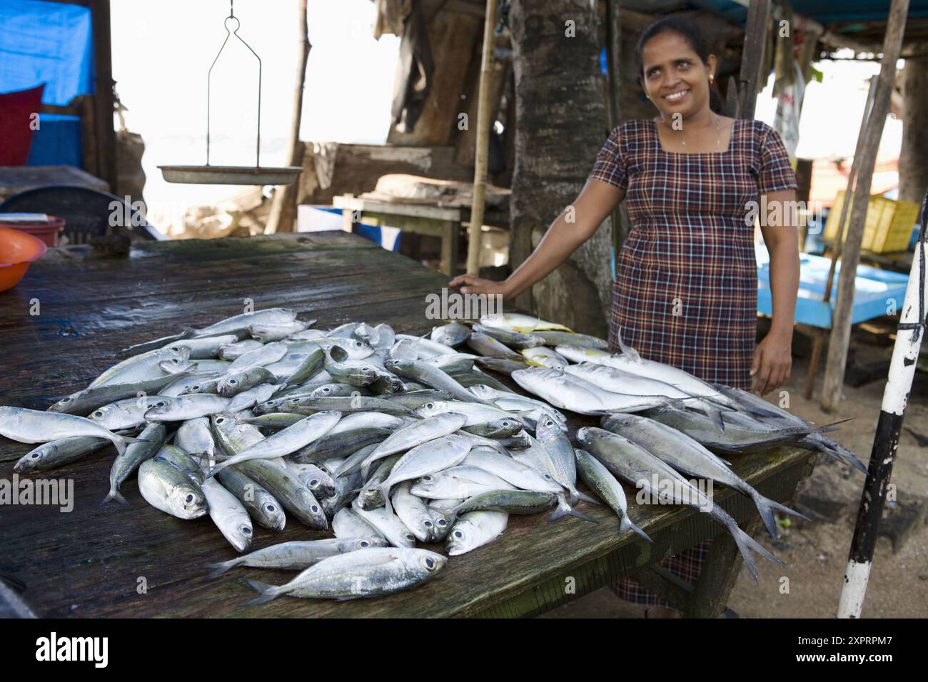 Galle fresh fish hi-res stock photography and images - Alamy
