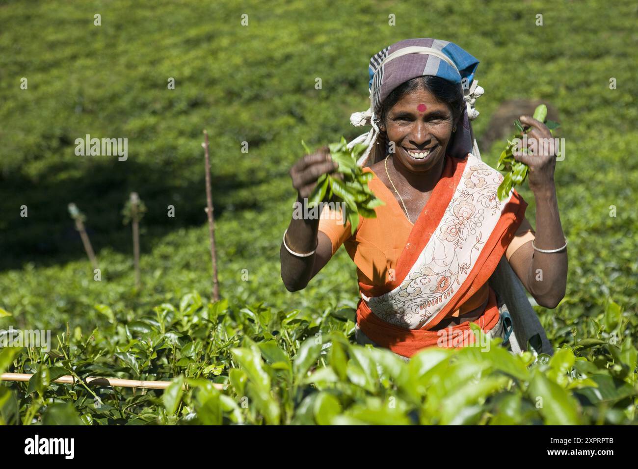 Tea pluckers sri lanka hi-res stock photography and images - Alamy
