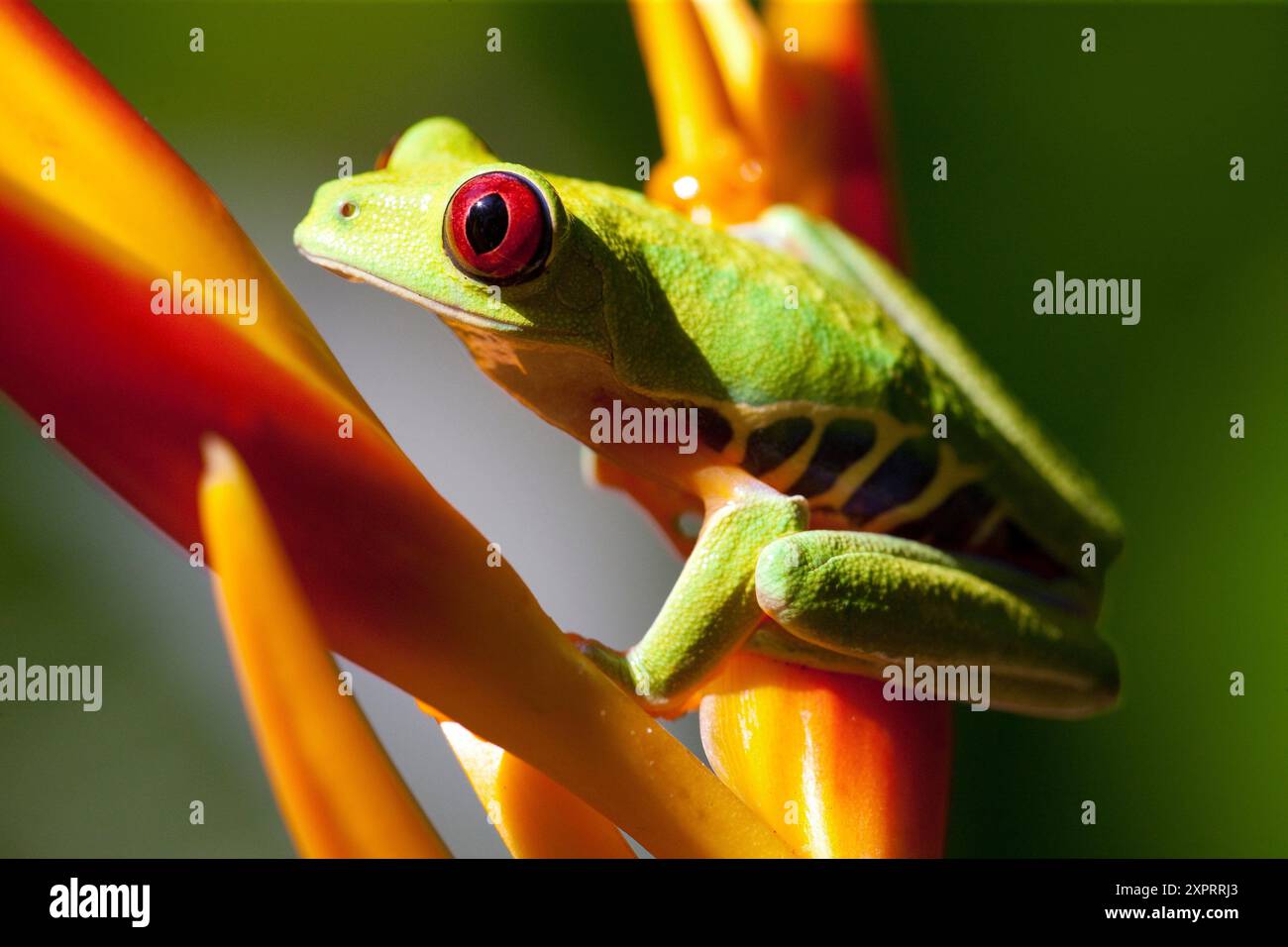 Red eyed tree frog costa rica hi-res stock photography and images - Alamy