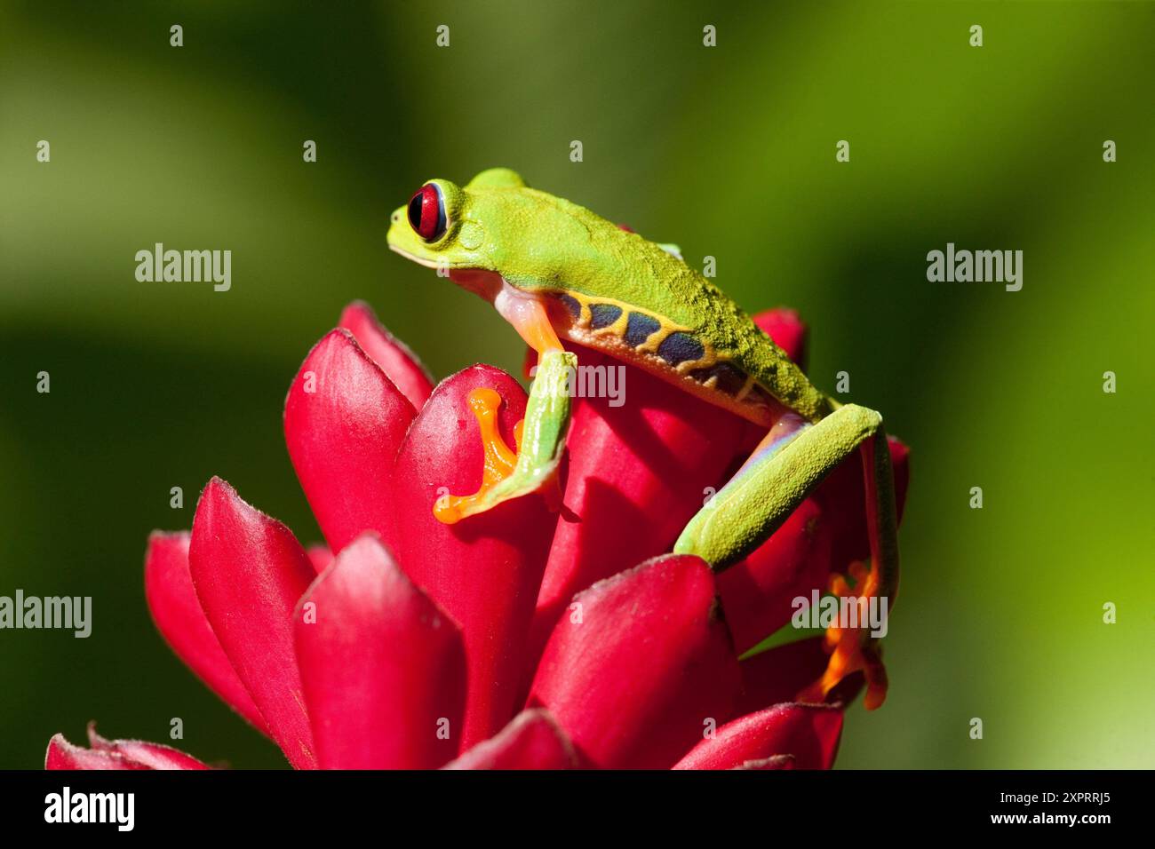 Red-eyed Tree frog, Costa Rica Stock Photo - Alamy