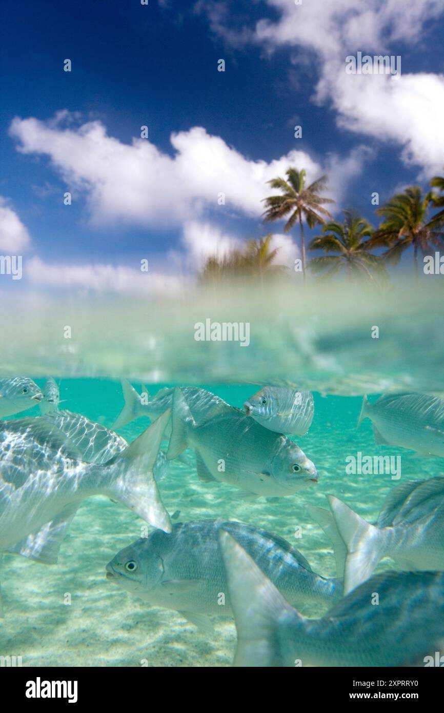 Rarotonga, The Cook Islands Stock Photo - Alamy