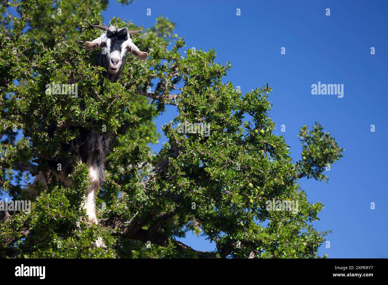 Goats Climbing Argan Trees in Morocco Stock Photo - Alamy