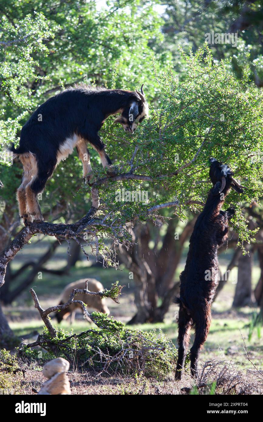 Goats Climbing Argan Trees in Morocco Stock Photo - Alamy