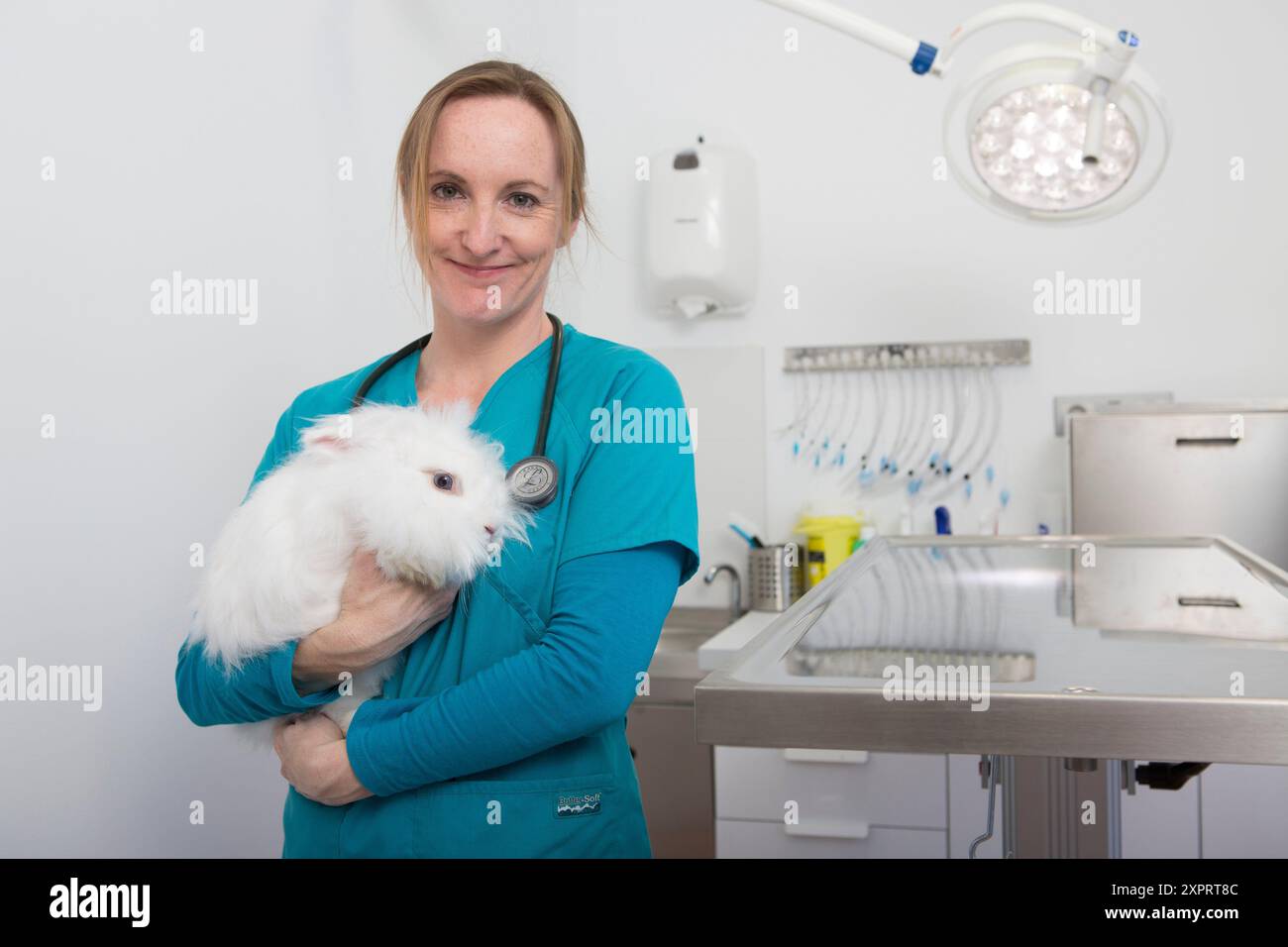 Veterinarian examine an Angora Rabbit in her surgery Stock Photo - Alamy