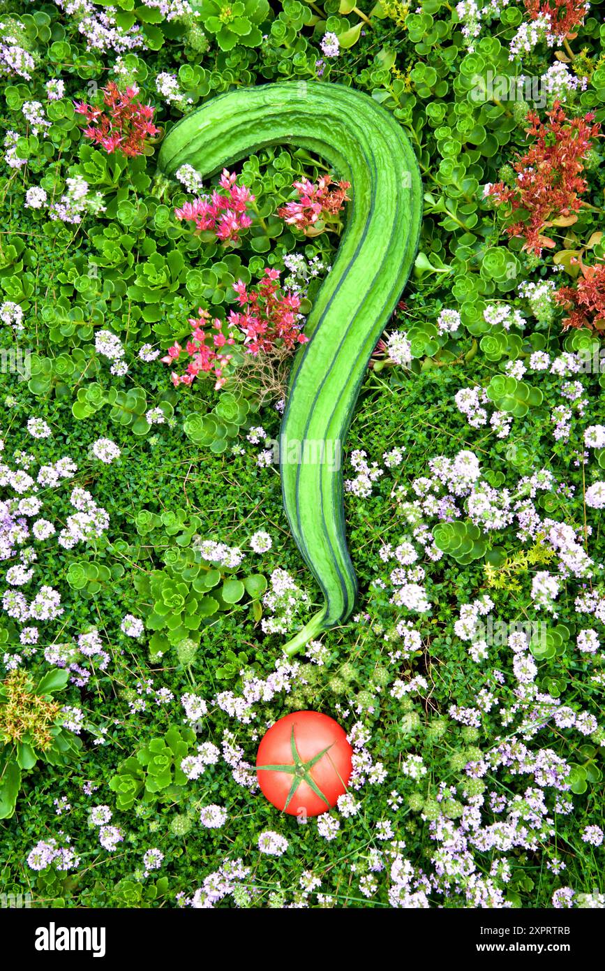 Chinese luffa gourd show as a question mark sign symbol in a natural ...