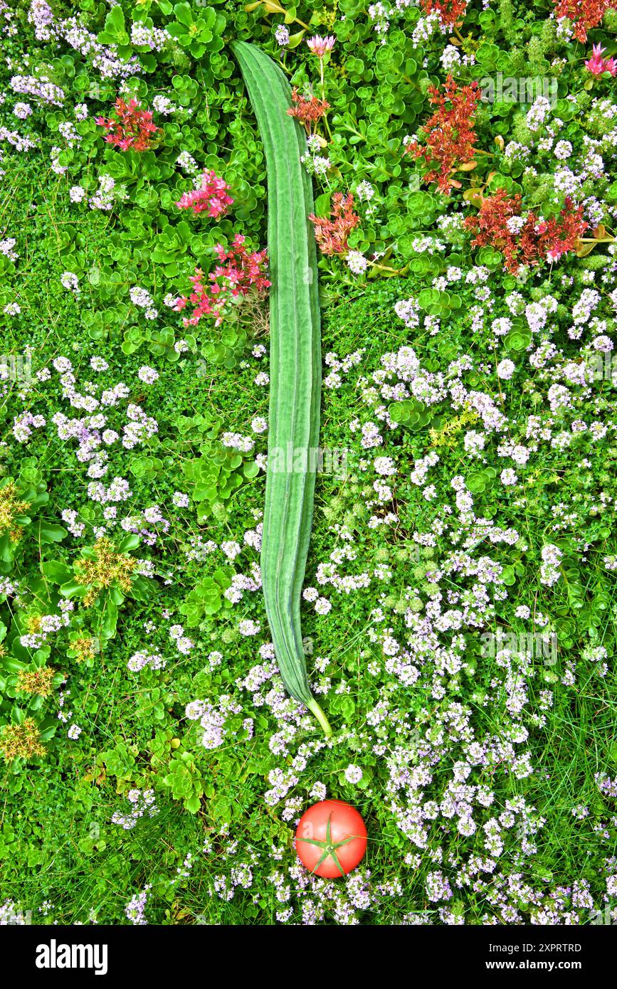 Vegetable show as a exclamation mark in a natural wild flower ...