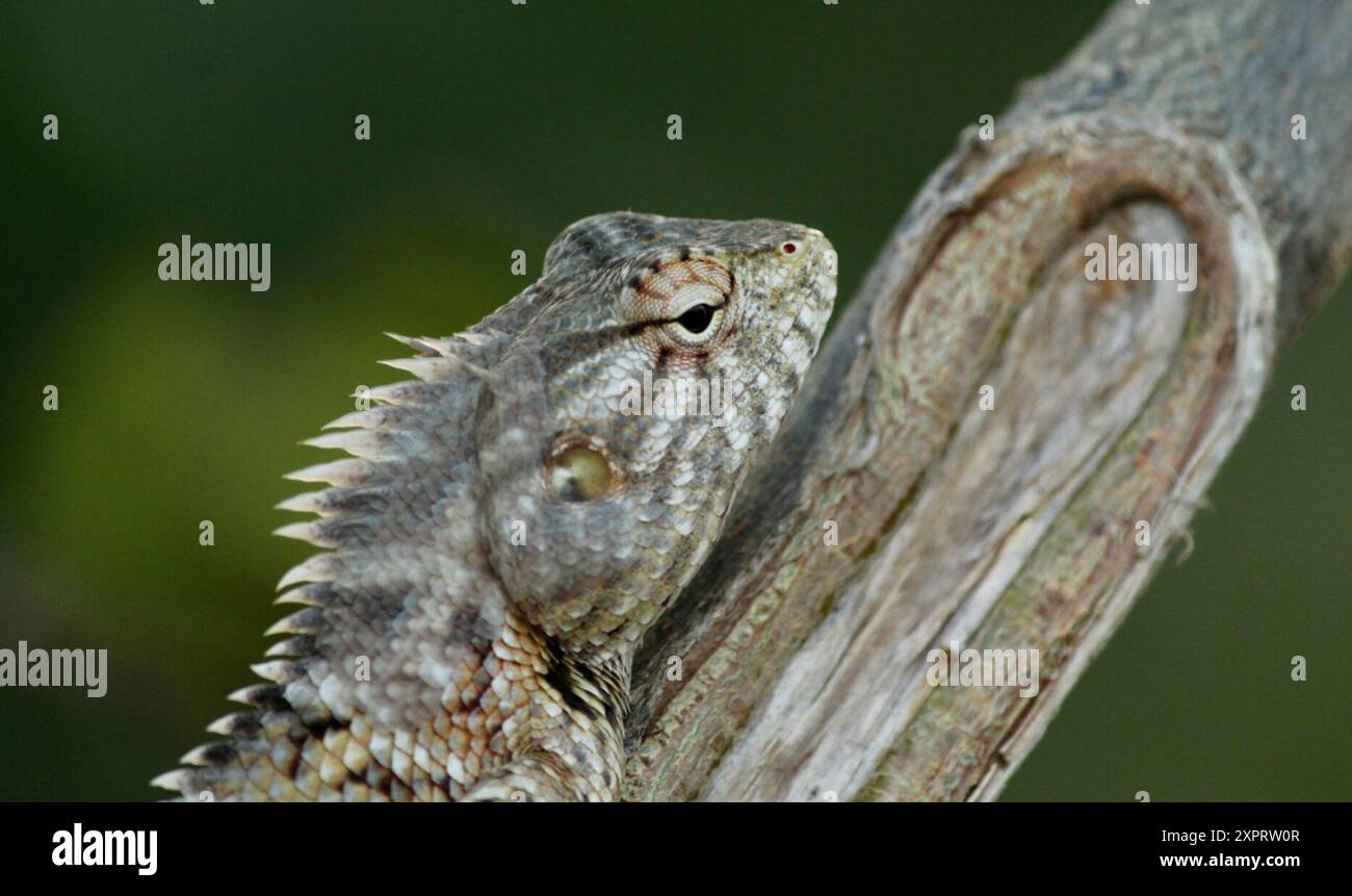 A big lizard on a tree in a rural village. Javadhu Hills, Tamil Nadu ...