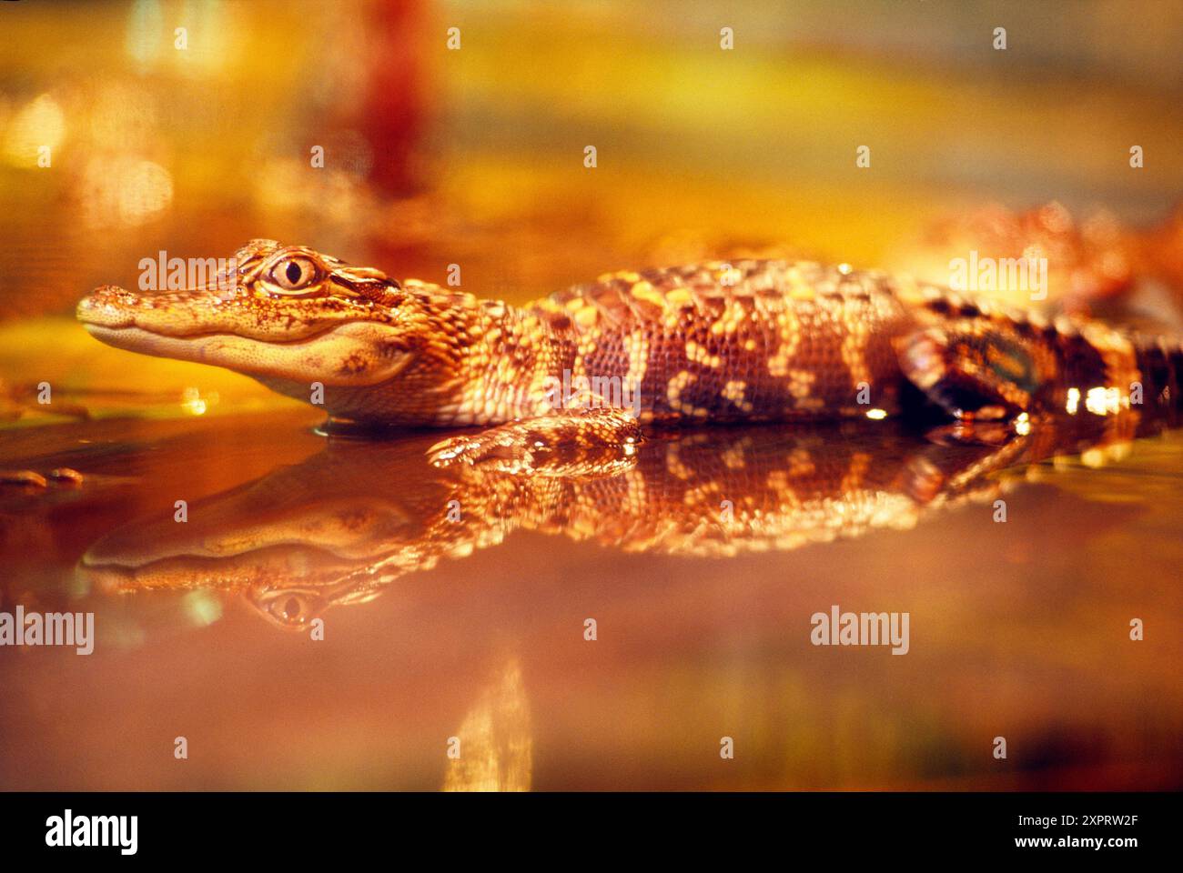 alligator, bayou, Louisiana, United States of America, Americas Stock ...