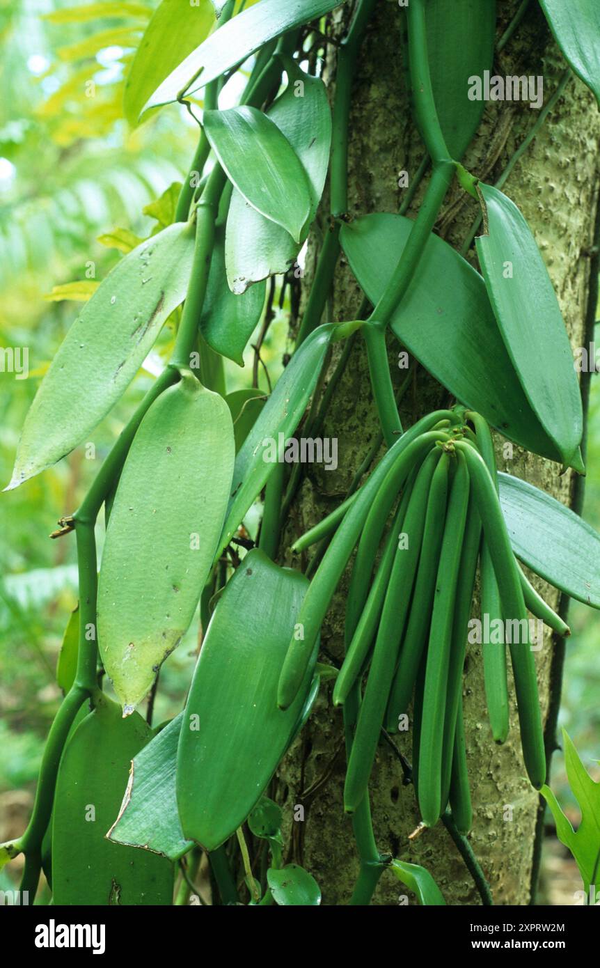 vanilla beans, Reunion island, overseas departement of France, Indian ...