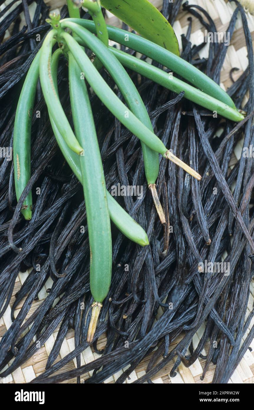 vanilla beans, Reunion island, overseas departement of France, Indian ...