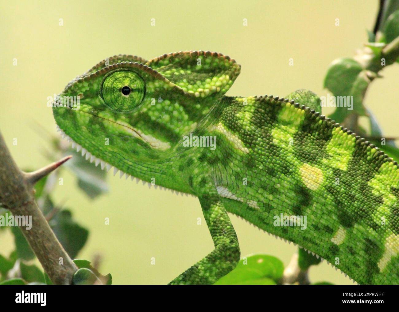 A grasshopper on a tree at a rural village. Javadhu Hills, Tamil Nadu ...