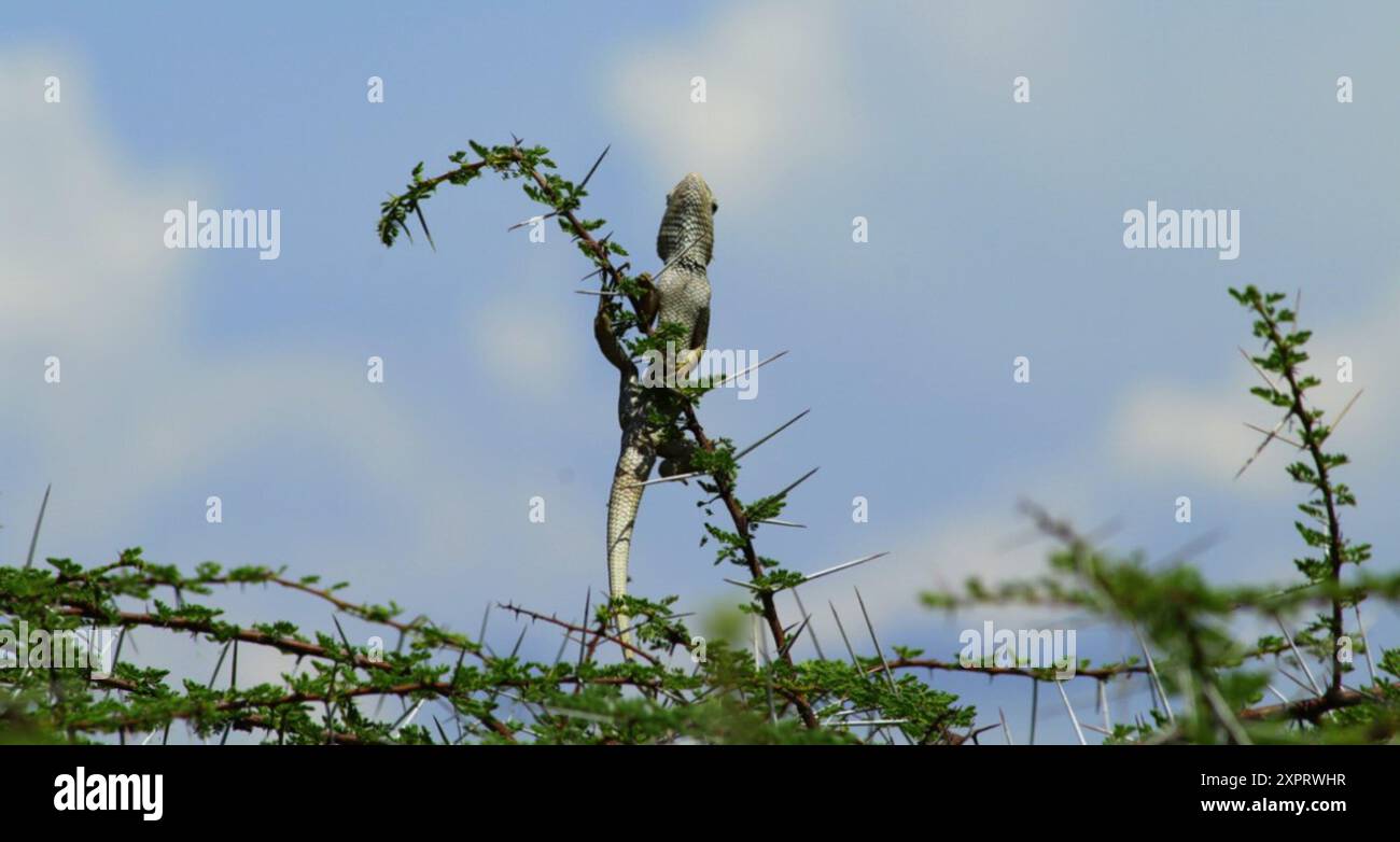 Indian lizard hi-res stock photography and images - Alamy