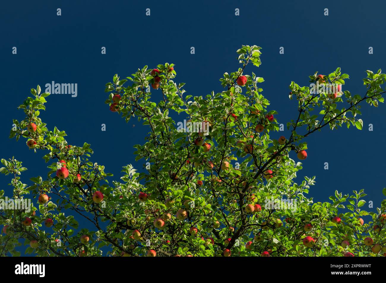Blue sky and green leaf apple tree in summer hot sunny day Stock Photo ...