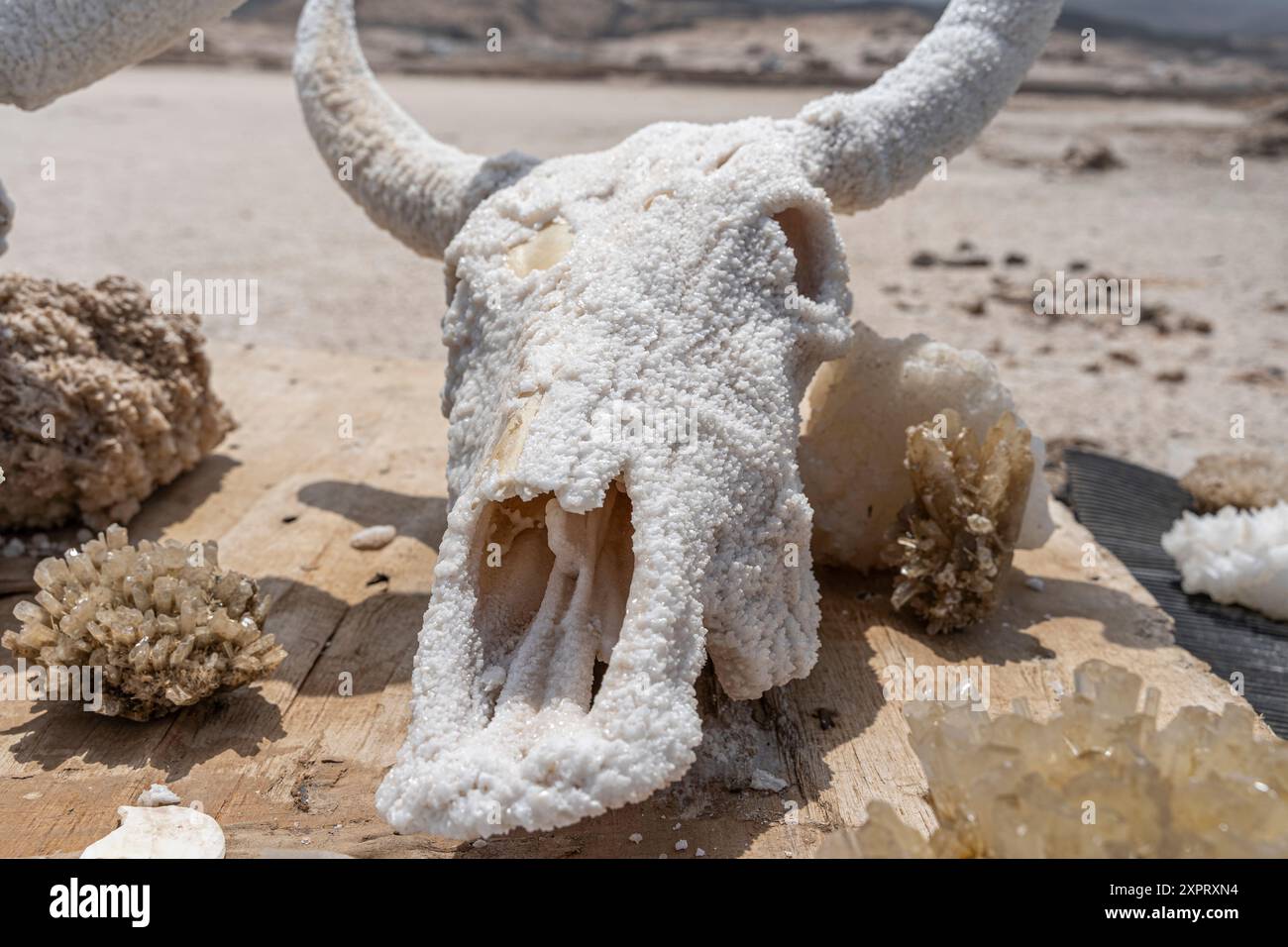 Salt encrusted cattle skull on the shores of Lake Assal, Djibouti Stock ...
