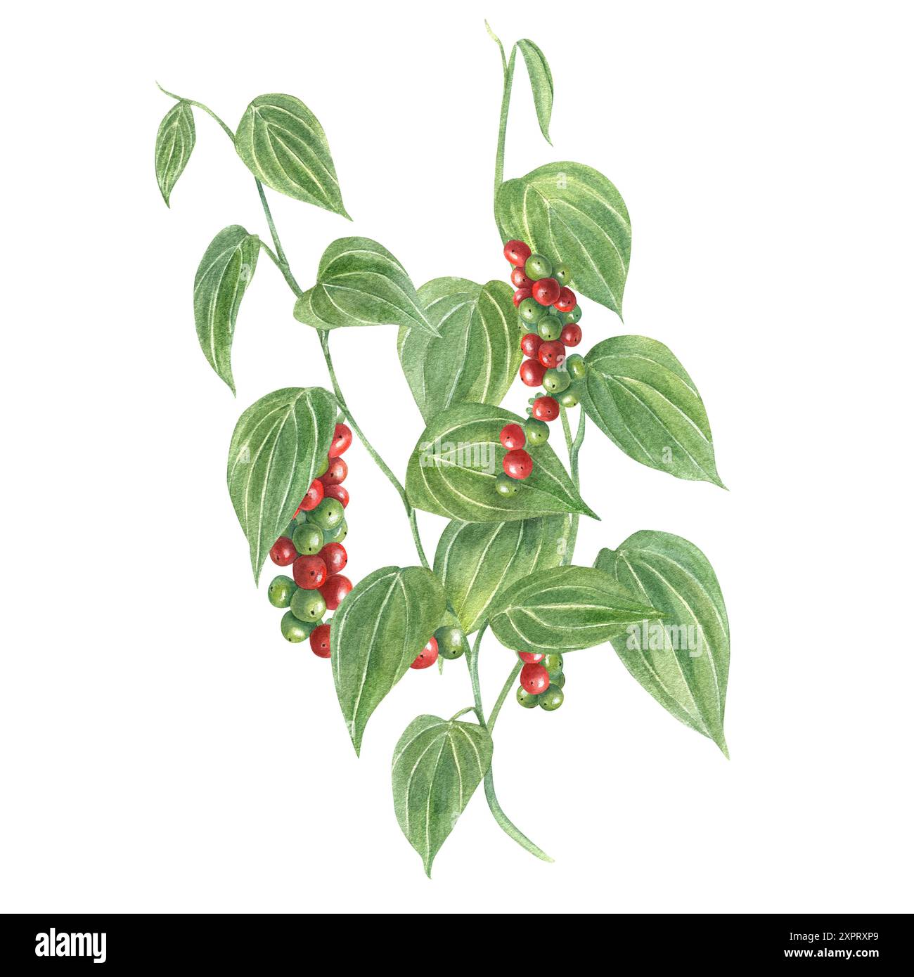Peppercorn plants. Bunch of berries and green leaves. Black pepper at ...