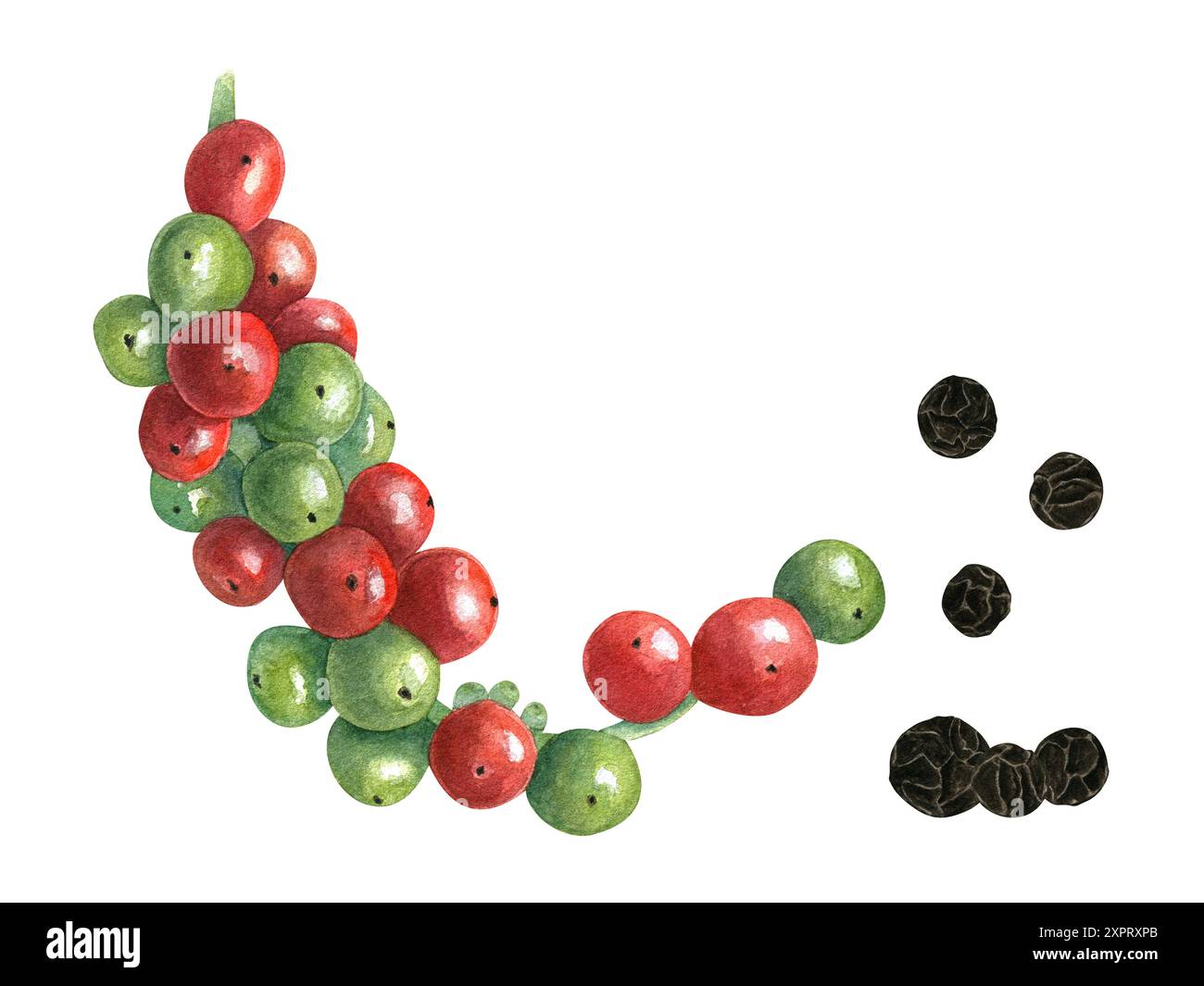 Bunch of allspice berries. Red, green and dried black peppers. Berry at ...