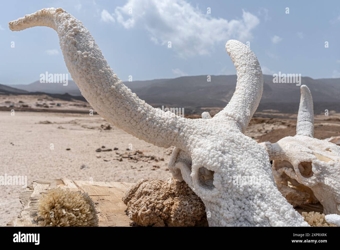 Salt Crusted Skull by Lake Assal, Djibouti, Africa Stock Photo - Alamy
