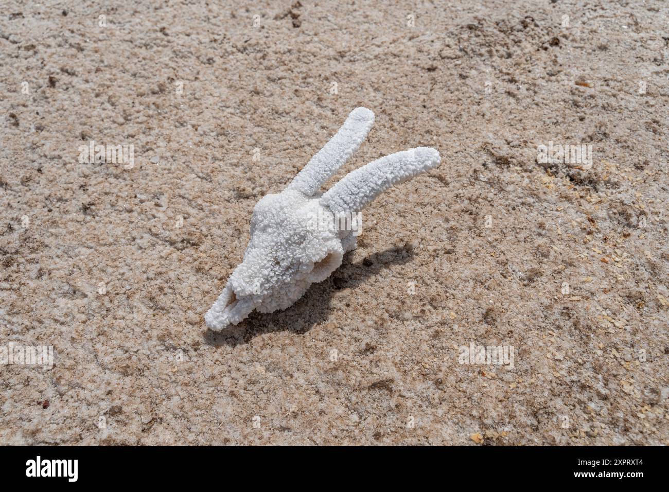 Salt encrusted goat skull at Lake Assal Stock Photo - Alamy