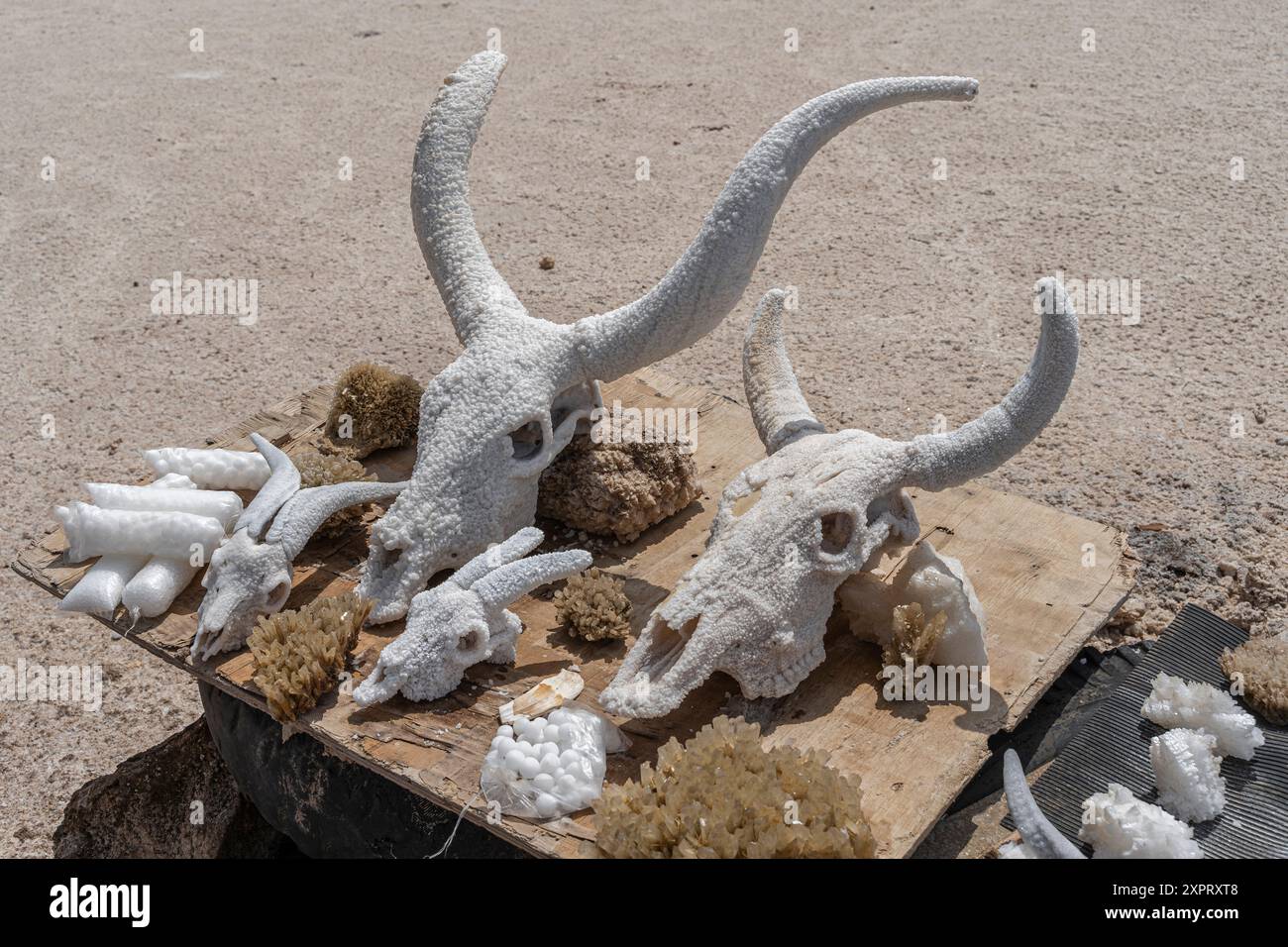 Salt Crusted Skull by Lake Assal, Djibouti, Africa Stock Photo - Alamy