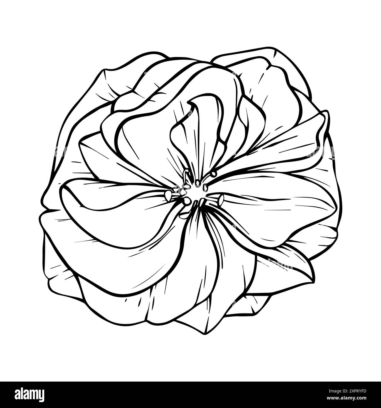 Hand Drawn black line Flower Buds and Petals of Cherry Blossoms. Sakura ...