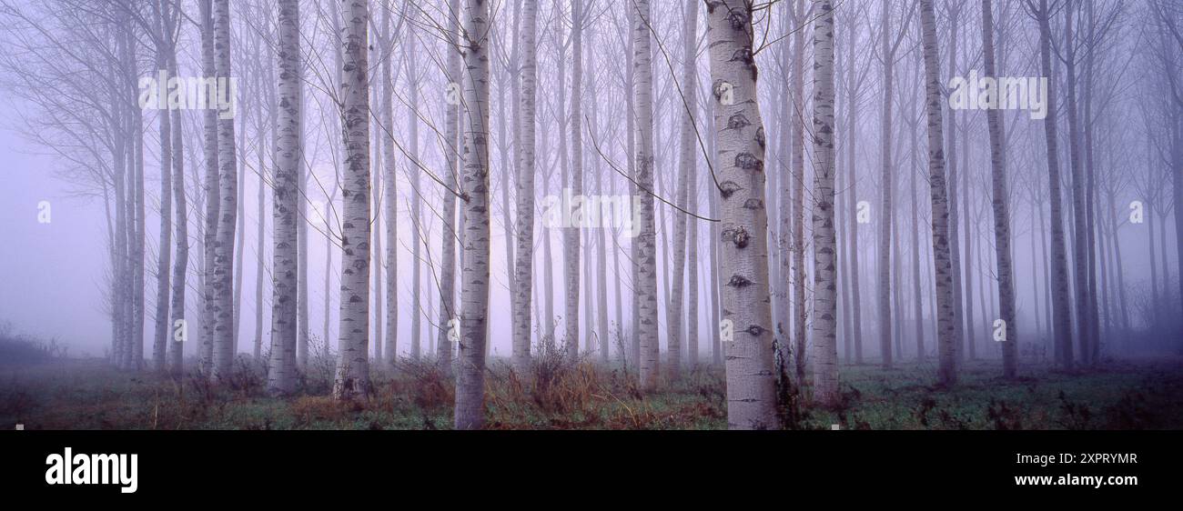 White poplars populus alba hi-res stock photography and images - Alamy